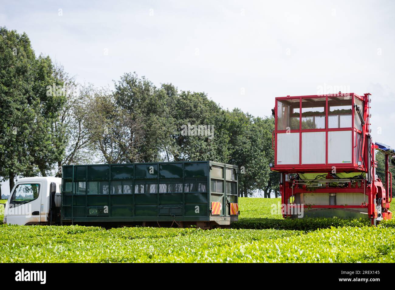 Ochiai Cutlery Manufacturing Tea Harvester Plucking Machine Stock Photo ...