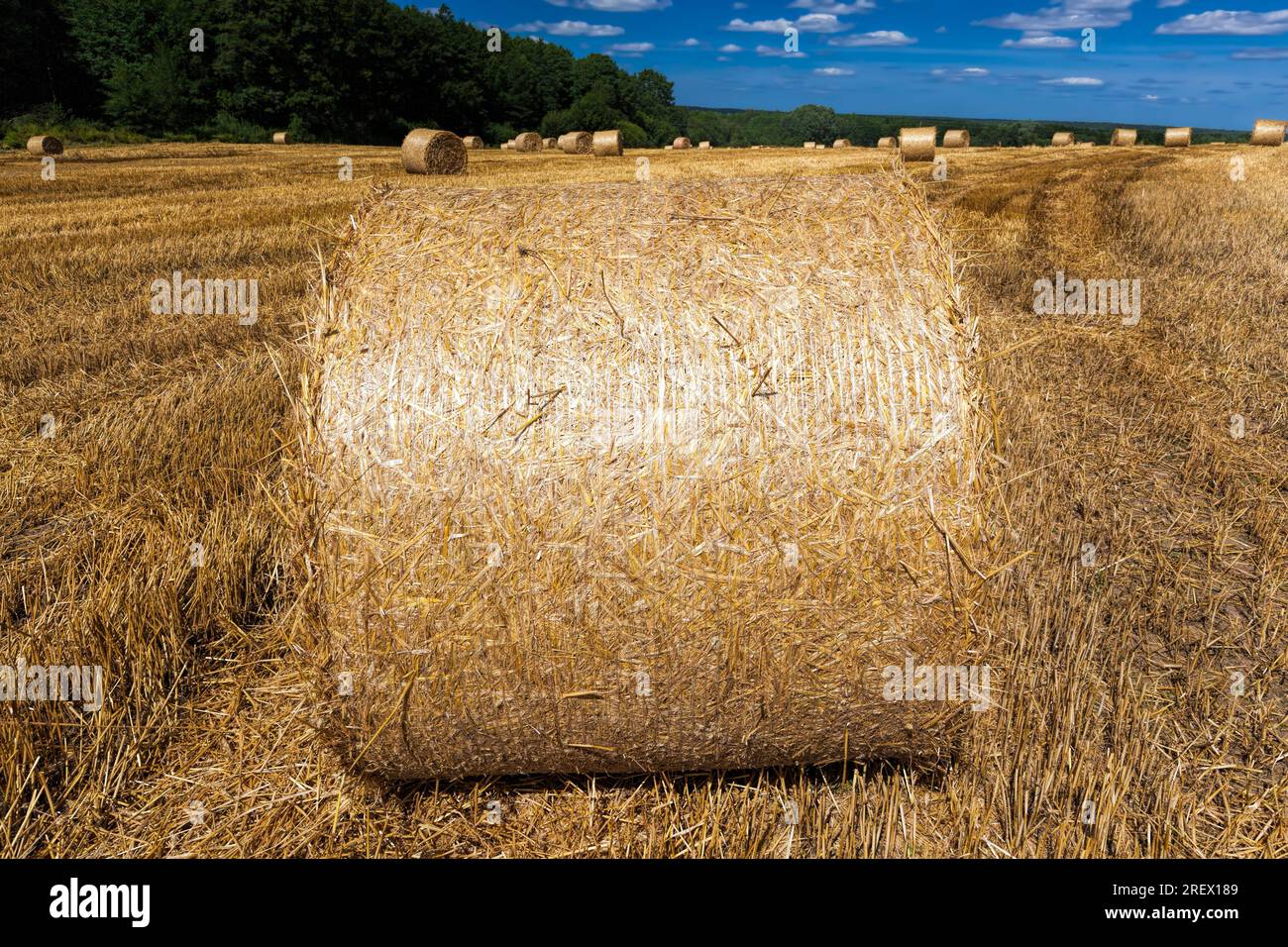 agricultural field on which there are stacks after the harvest of wheat ...