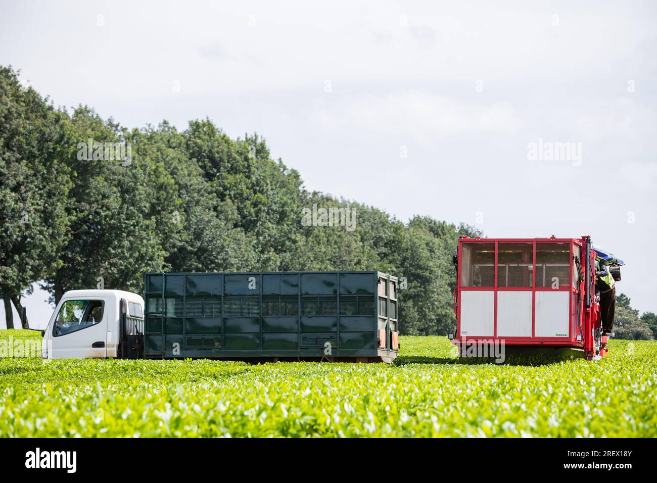 Ochiai Cutlery Manufacturing Tea Harvester Plucking Machine Stock Photo ...