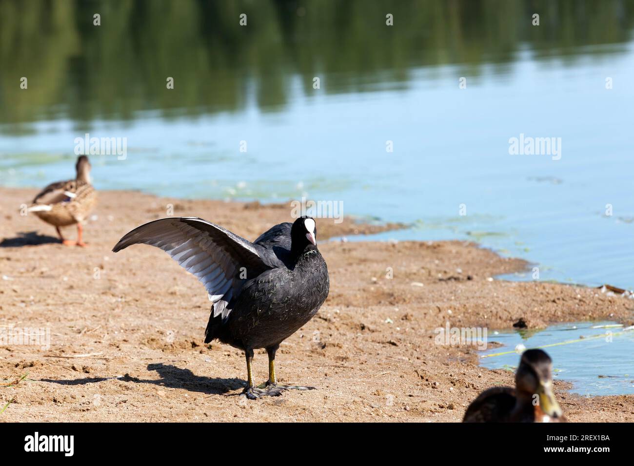 black European coot with black plumage and a white spot on the head ...
