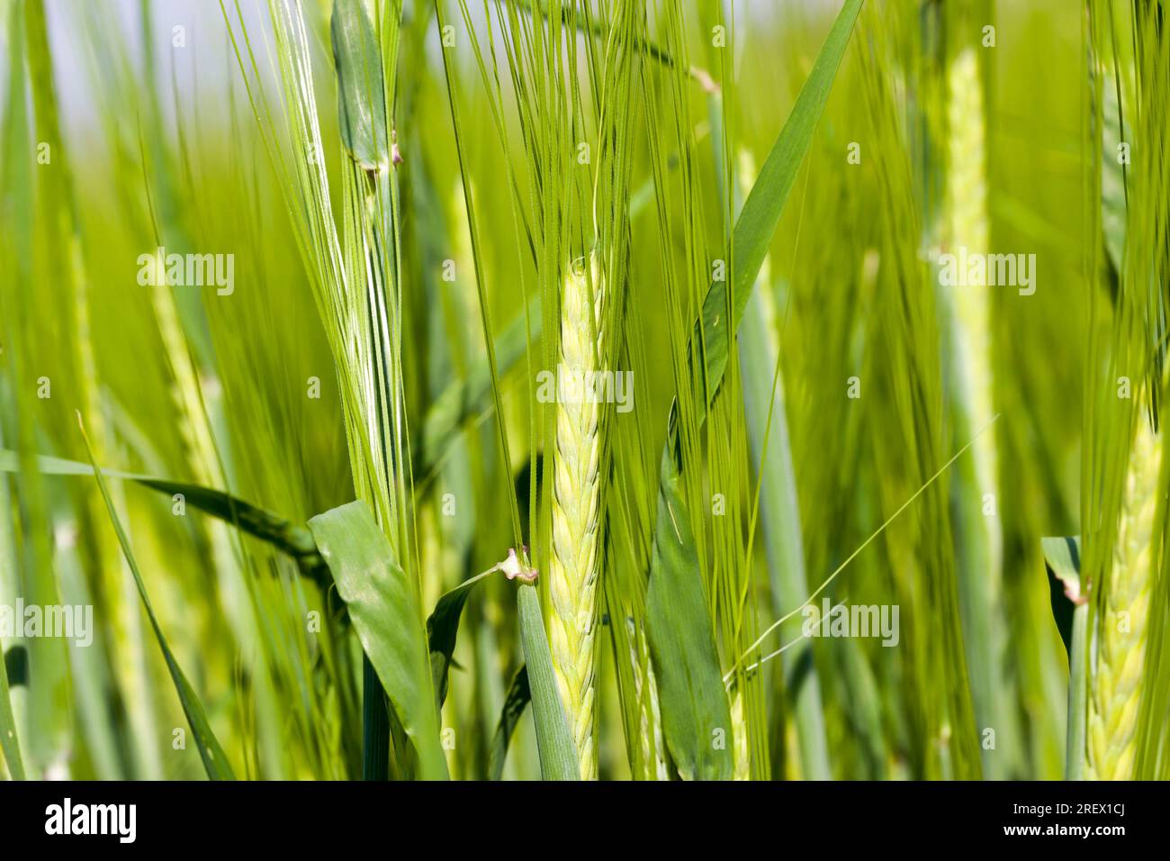 agricultural field where green barley grows, farming to produce a crop ...