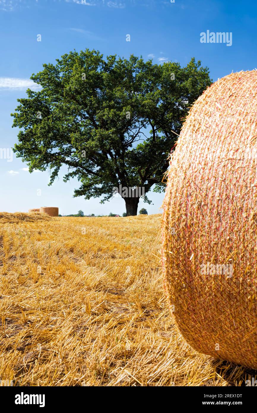 deciduous oak tree grows in an agricultural field with wheat, oak with ...