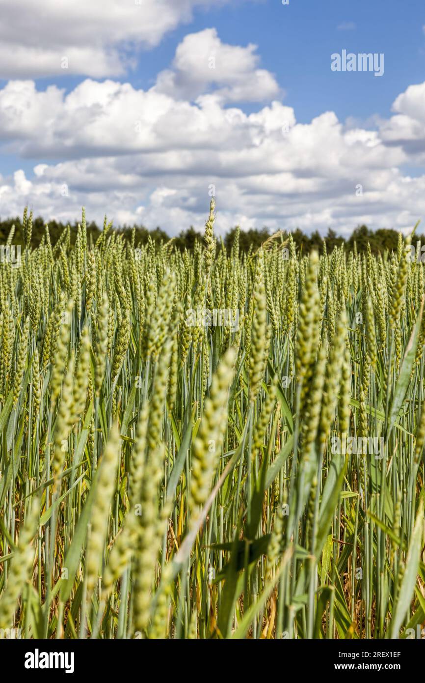 an agricultural field on which crops of cereals, wheat or rye ...