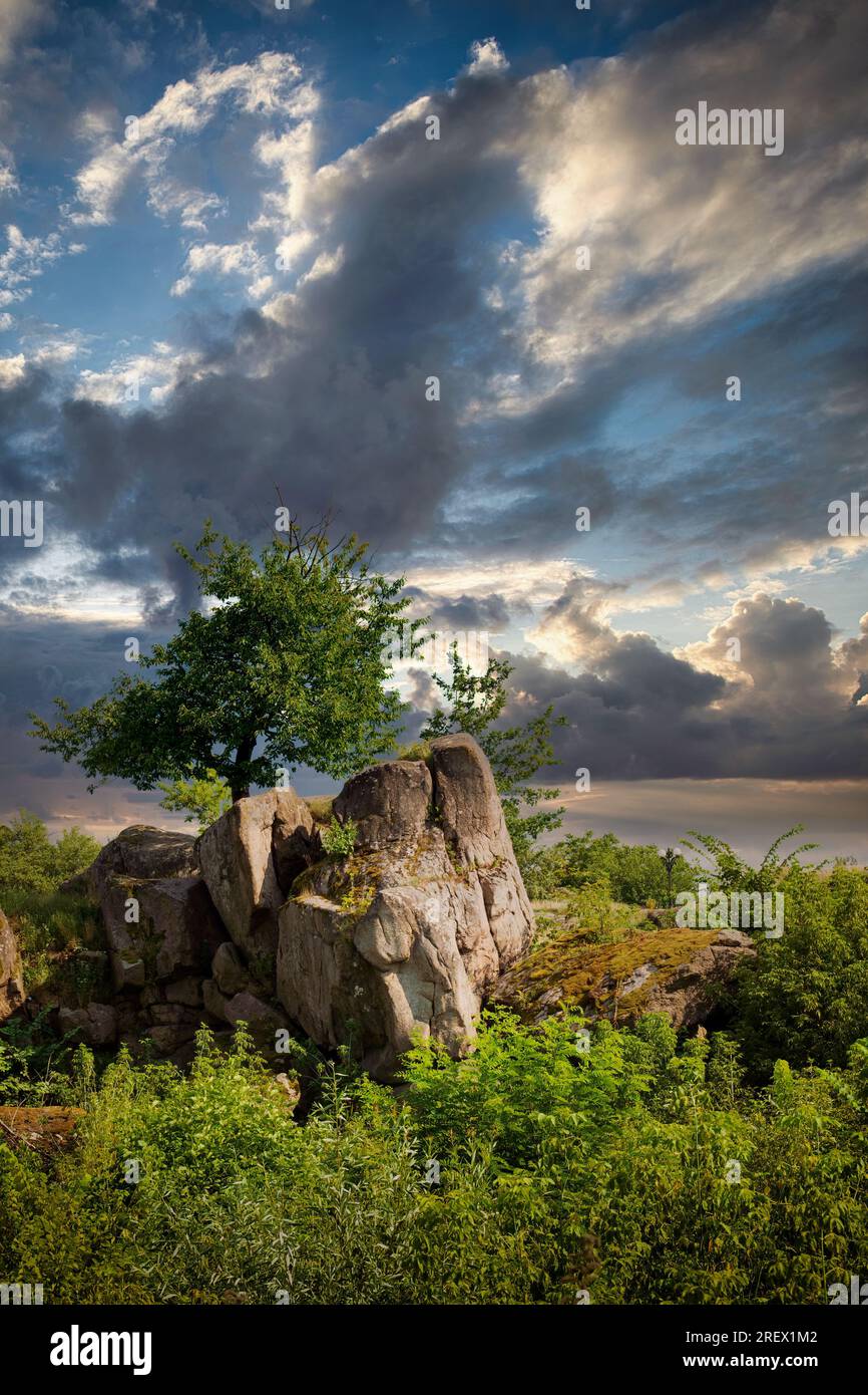 Lonely tree growng on the cliff with sunset sky on the background ...