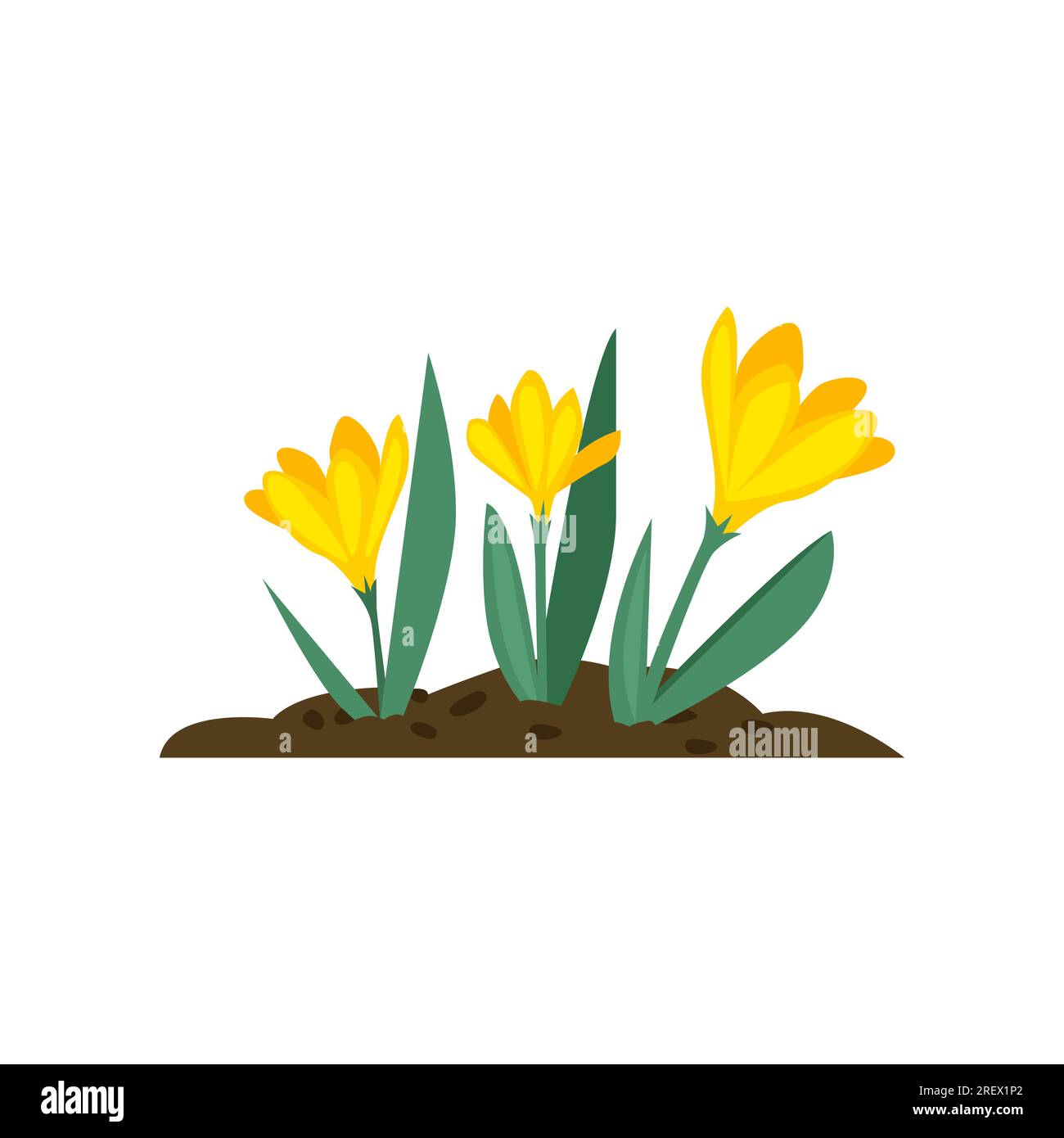 Crocuses cartoon illustration. Yellow flowers Stock Vector Image & Art ...