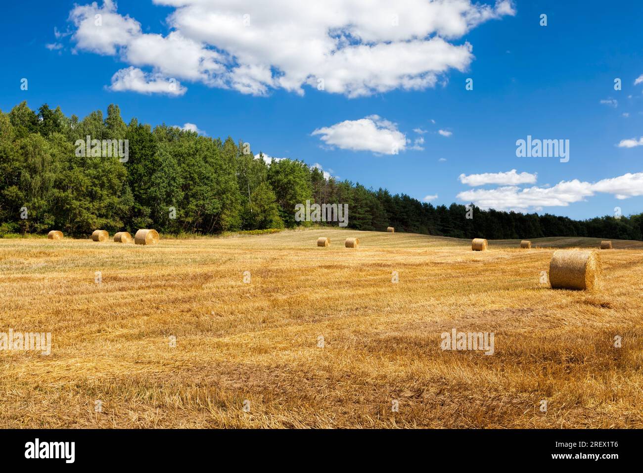 golden straw after harvesting wheat grain, nature and agricultural ...