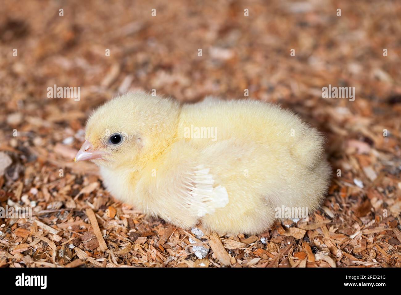 genetically enhanced white chicken chicks at a poultry farm where ...
