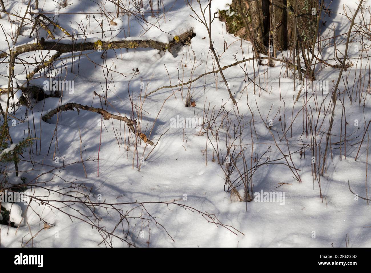 snowfall in winter and white fluffy cold snow and grass,snow that fell ...