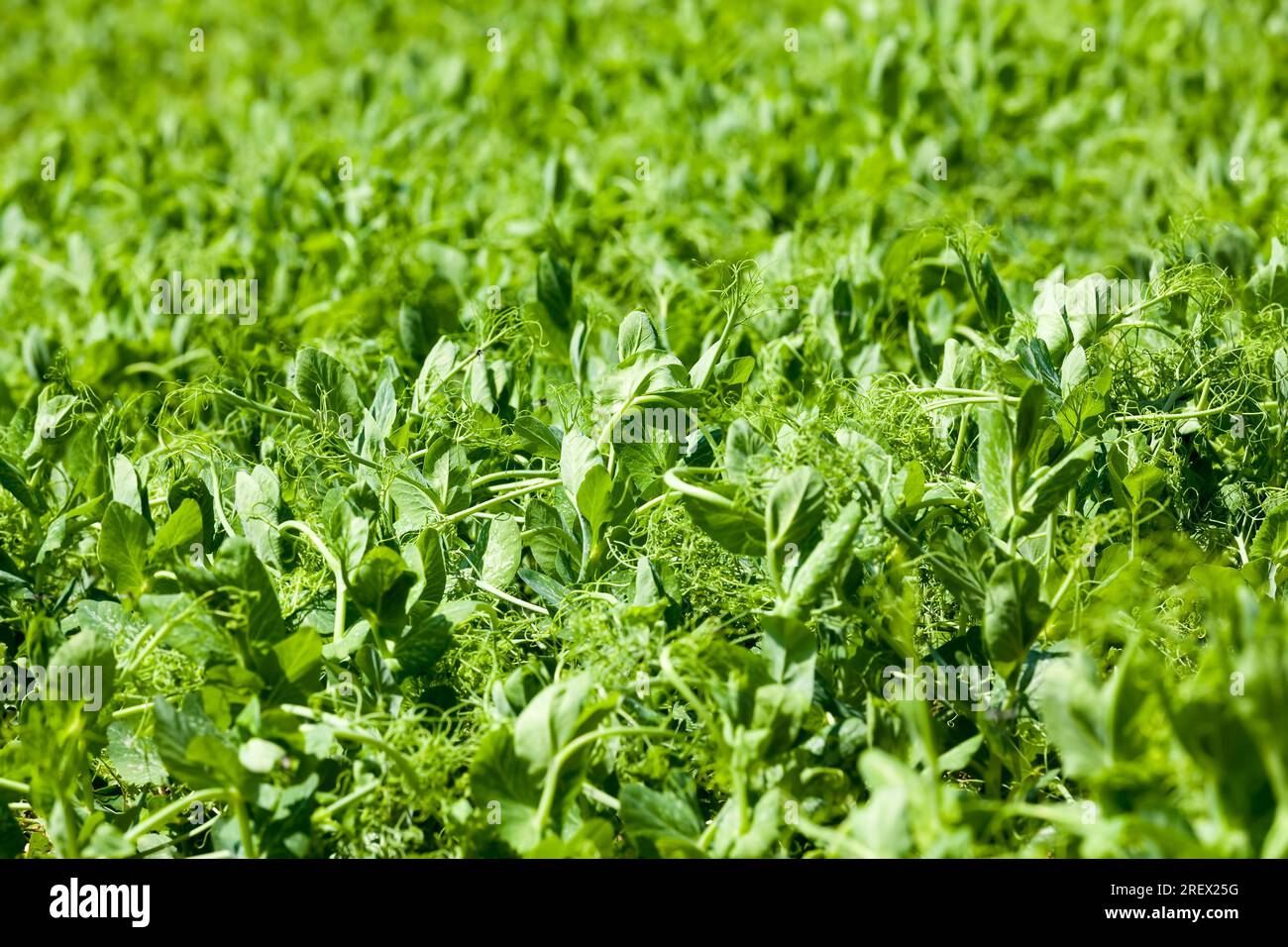 an agricultural field where selected varieties of peas or beans are ...