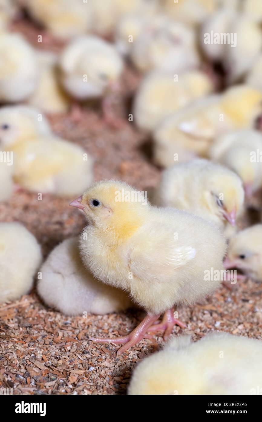 chicks of genetically improved chicken in a conventional poultry farm ...