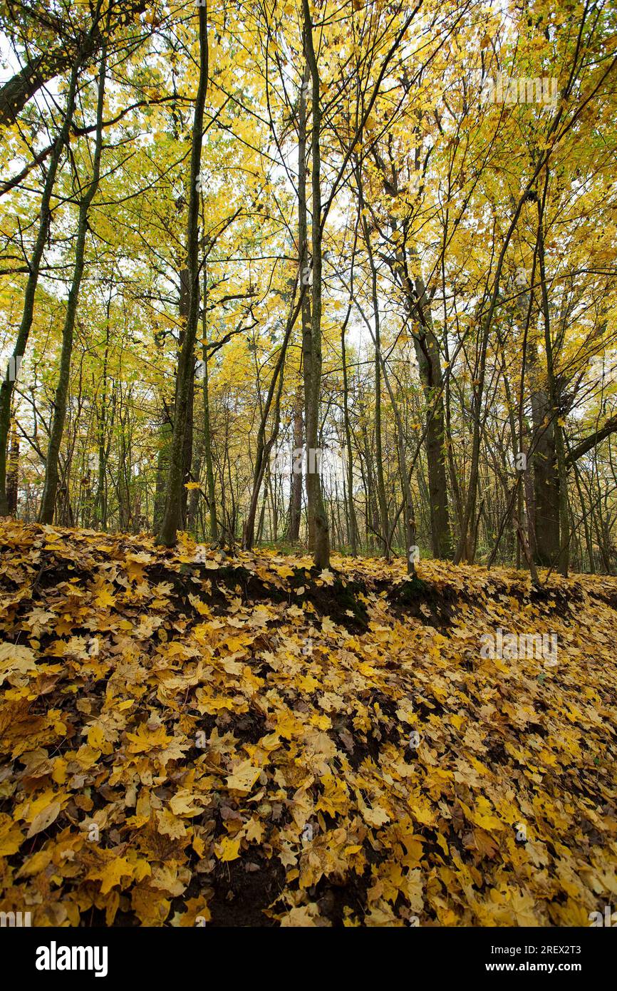 deciduous trees in the autumn season during leaf fall, the foliage ...