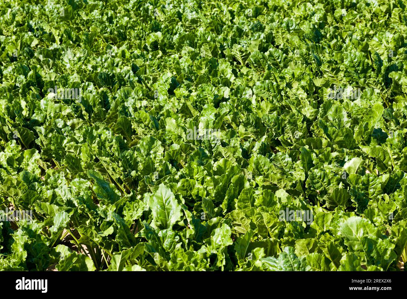 agricultural field where breeding varieties of sugar beet are grown ...