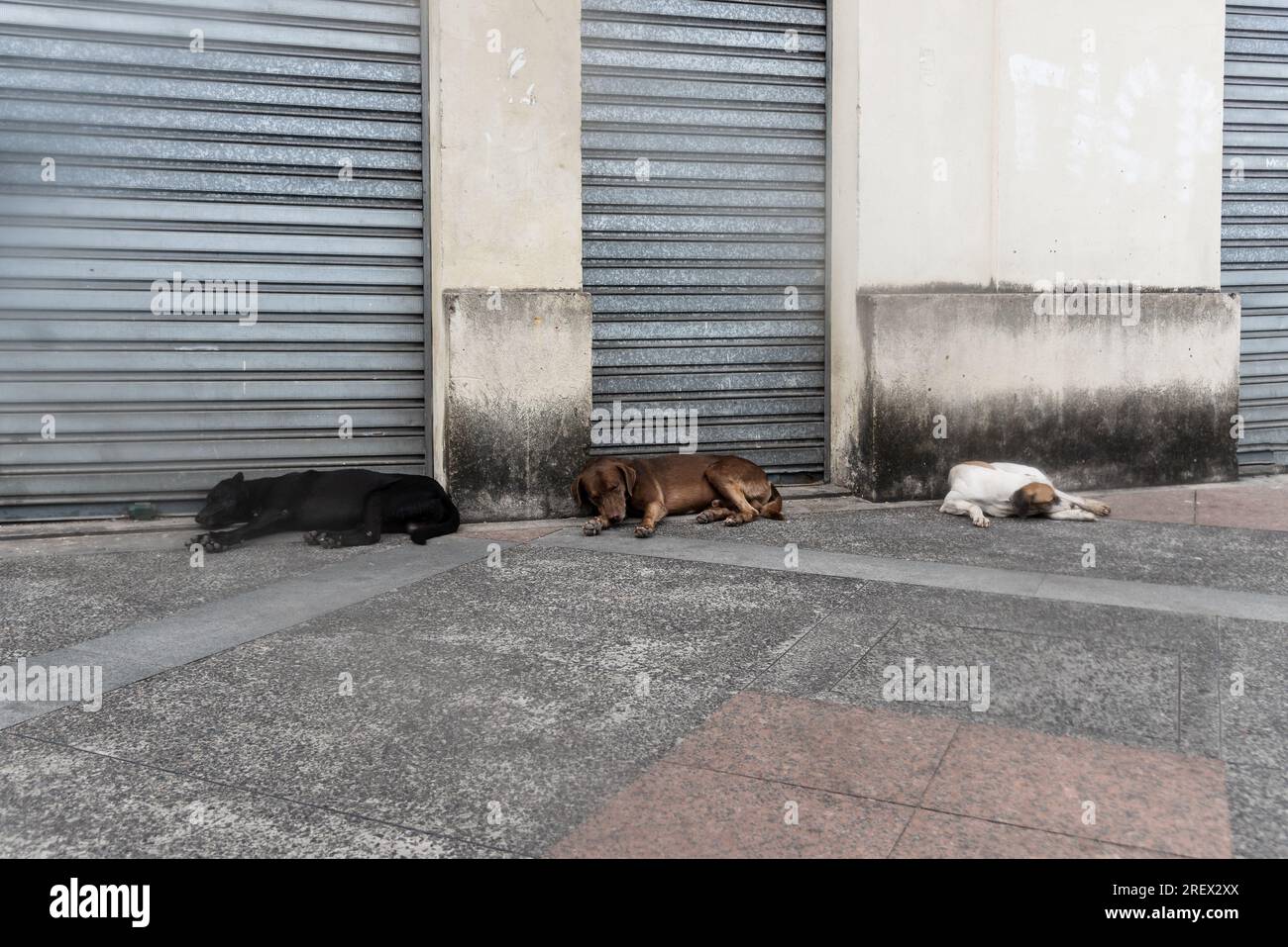 Three dogs lying down asleep on a street sidewalk. Abandoned dogs ...