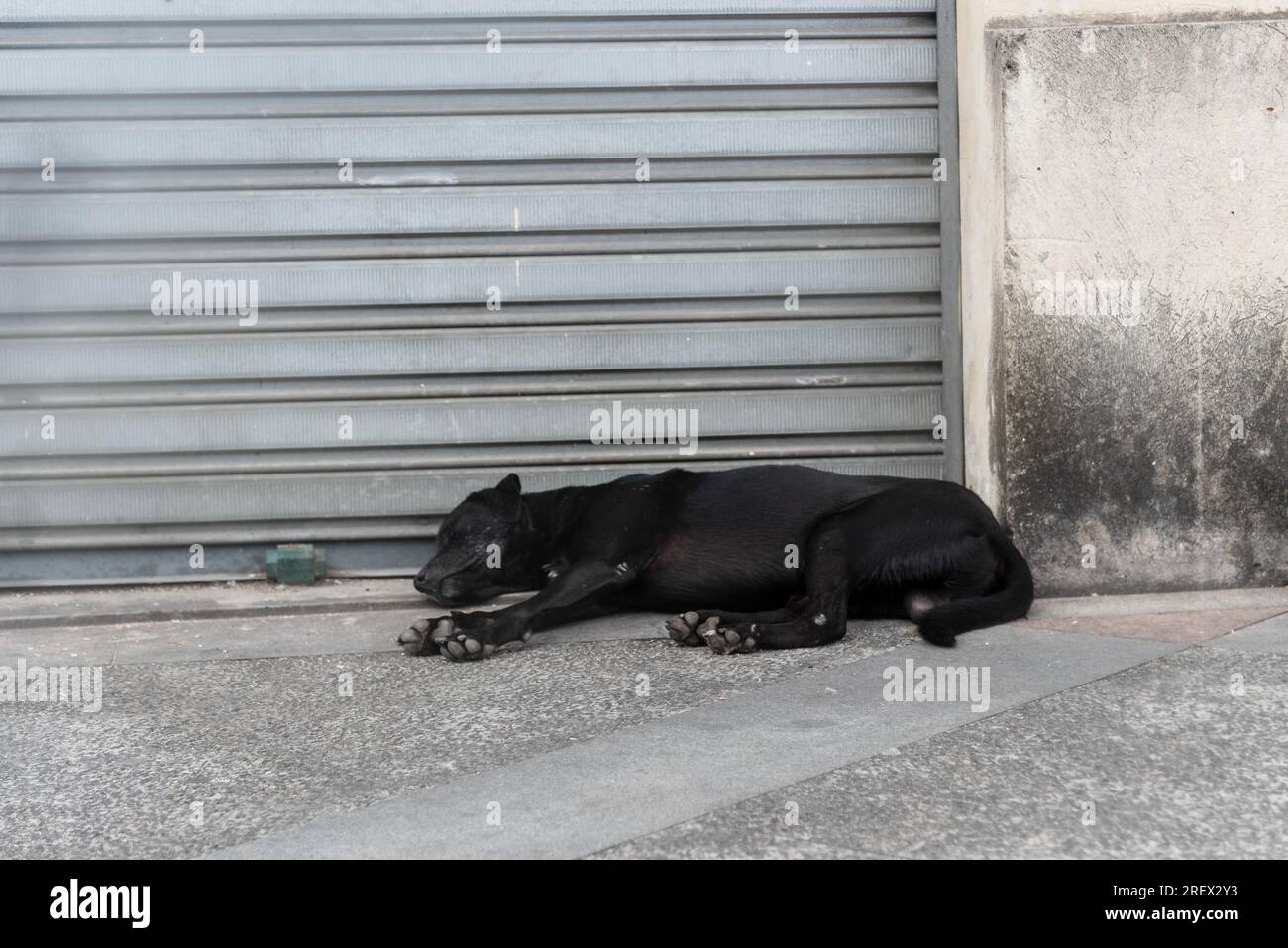 A black dog lying down asleep on a sidewalk in the street. Abandoned ...