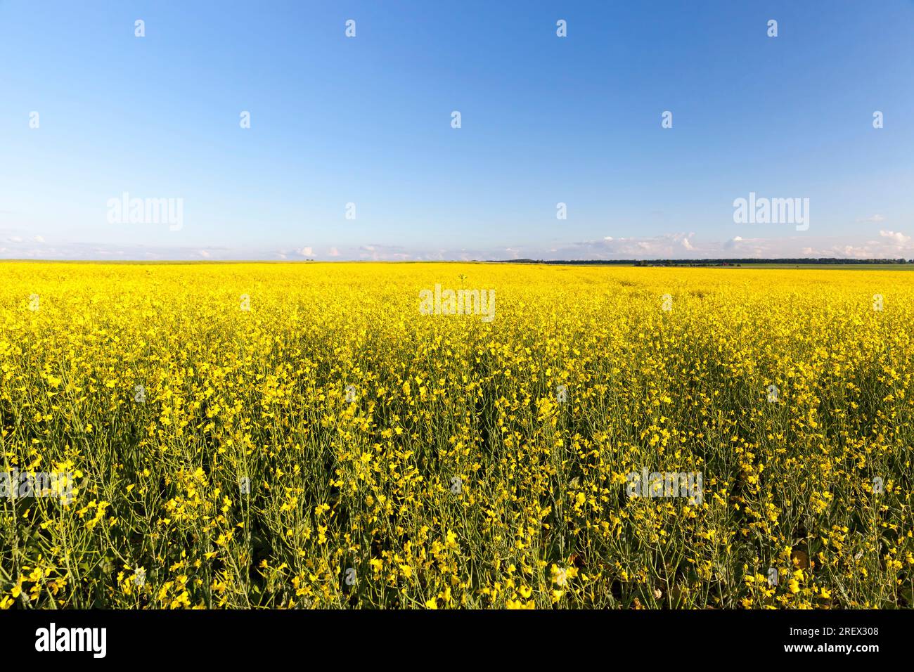 Breeding varieties hi-res stock photography and images - Alamy