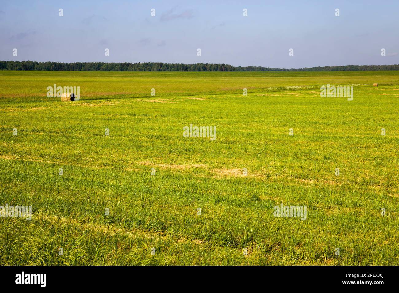 agriculture for growing cereals to harvest grain, wheat or rye grain is ...