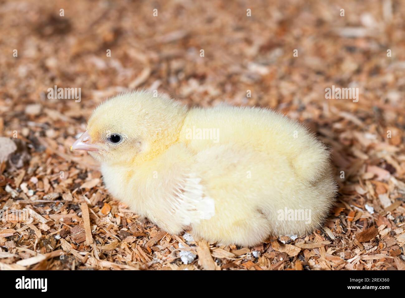 chicks of genetically improved chicken in a conventional poultry farm ...