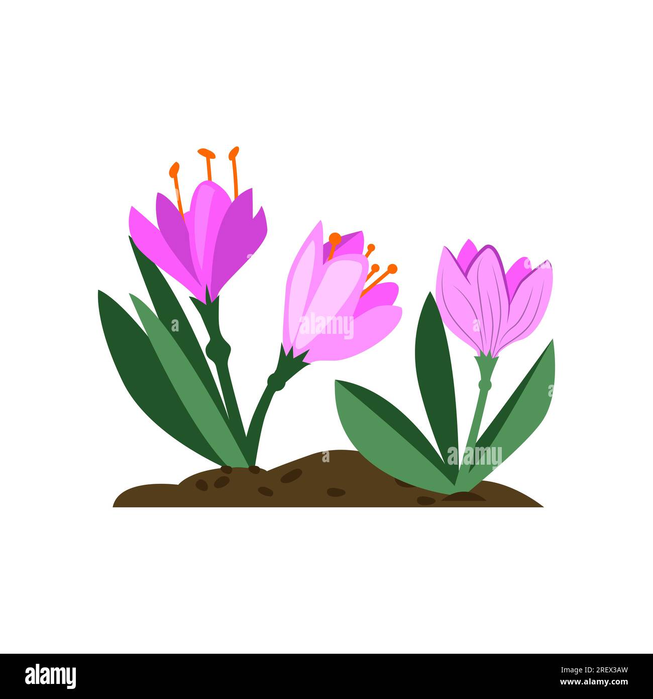 Purple spring crocuses Stock Vector Images - Alamy