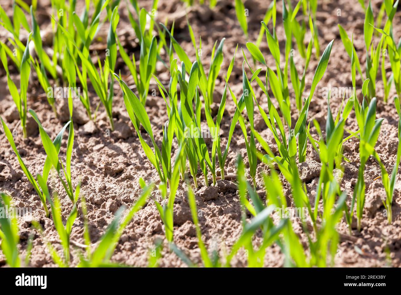 sprouts of wheat or other cereals in the agricultural field during ...
