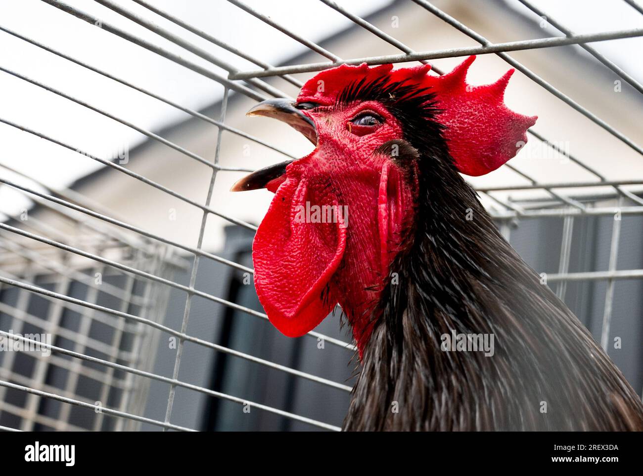 Poultry competition hi-res stock photography and images - Alamy