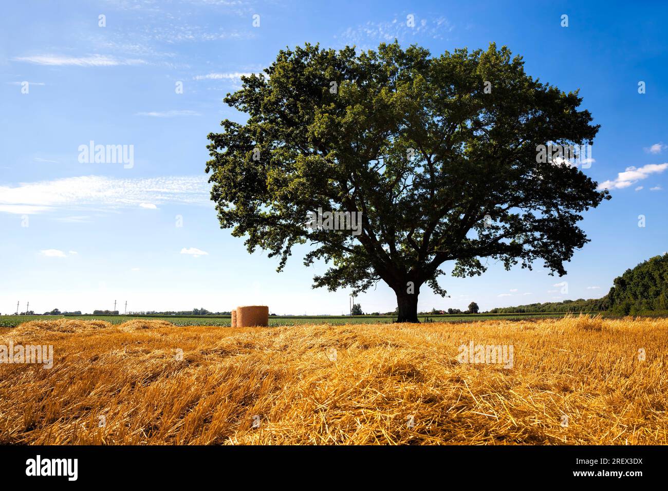 beautiful green oak and straw on agricultural land after harvesting ...