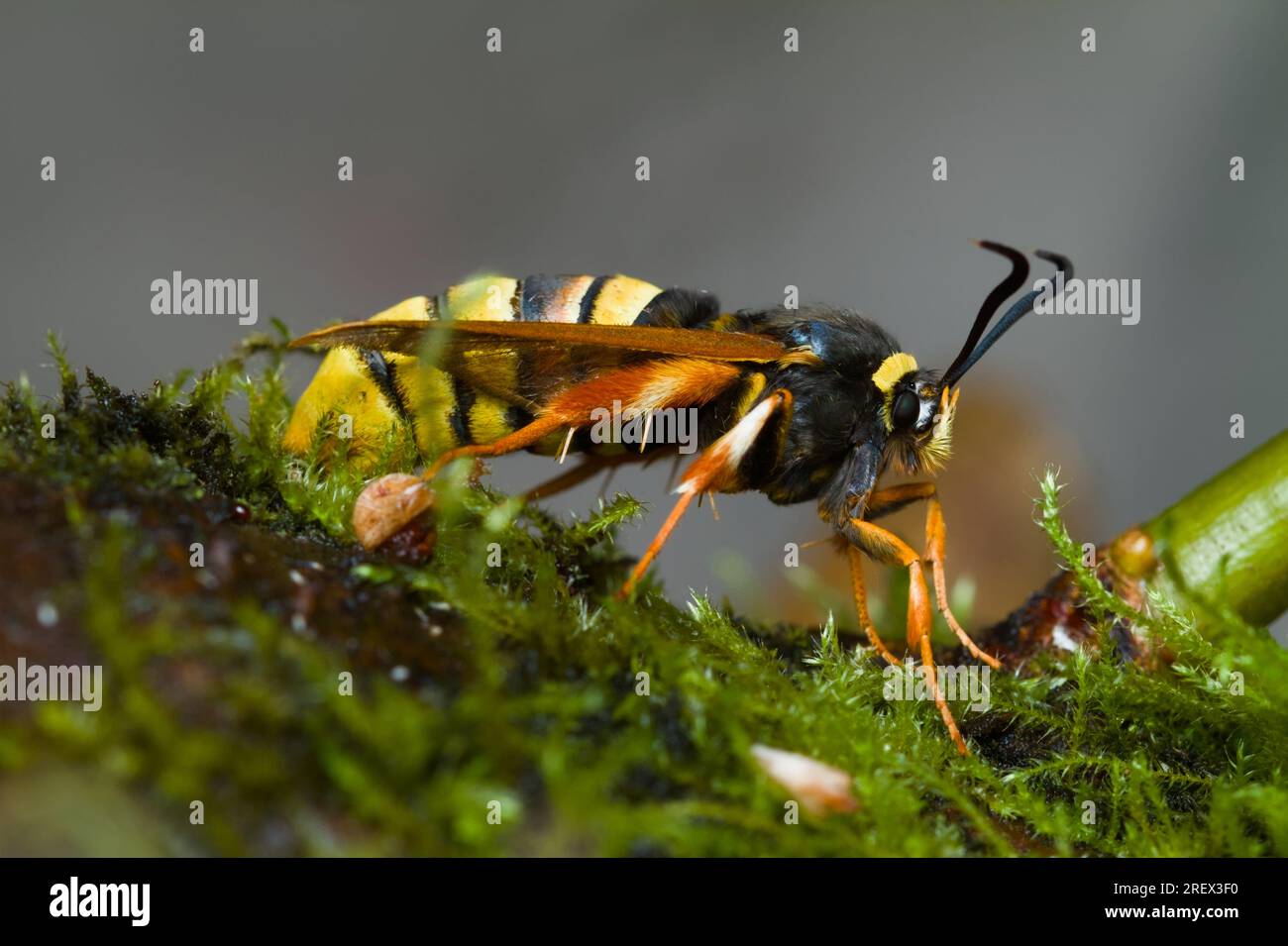 Hornet moth hi-res stock photography and images - Alamy