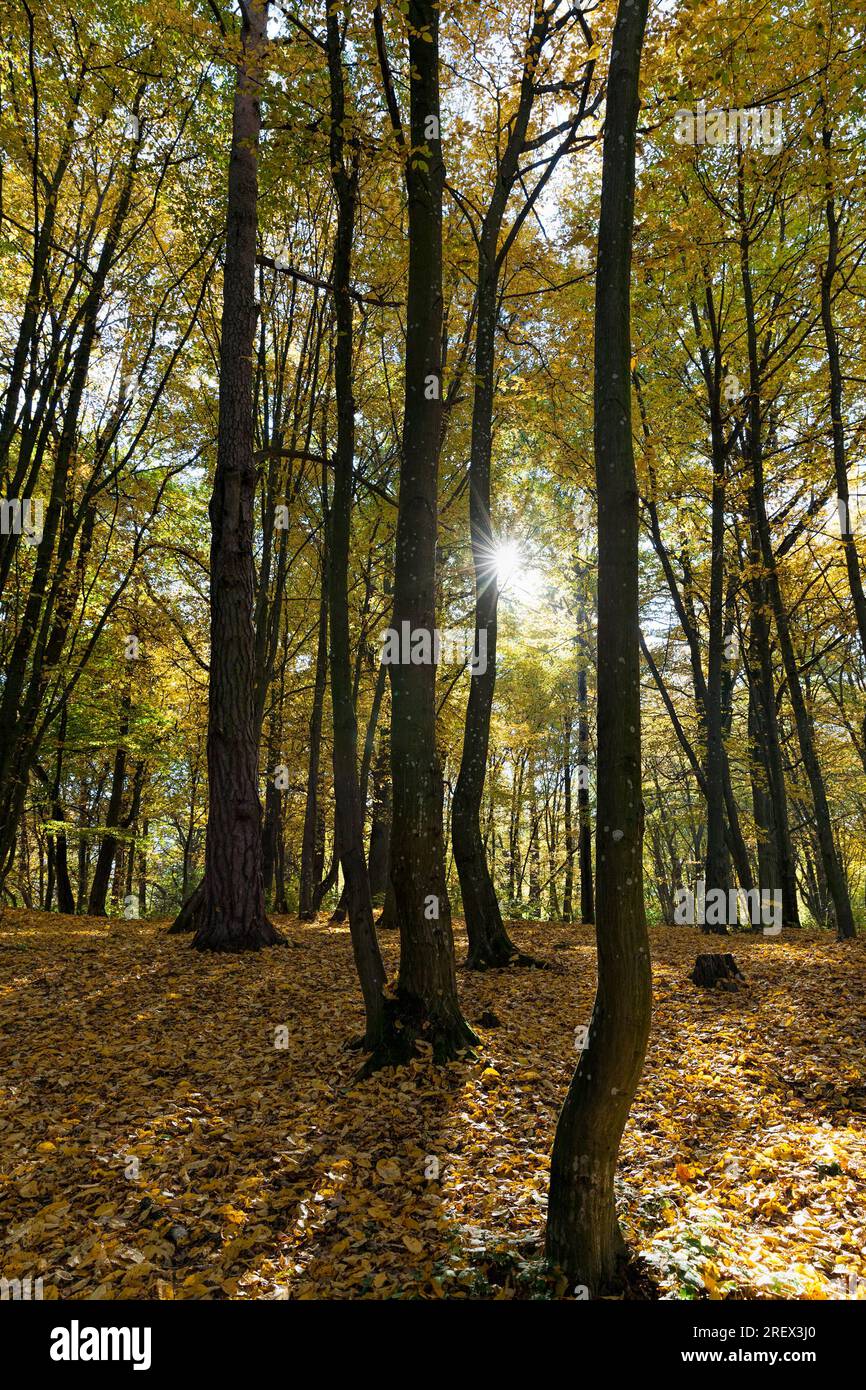 autumn tree with foliage that changed color in the autumn season ...