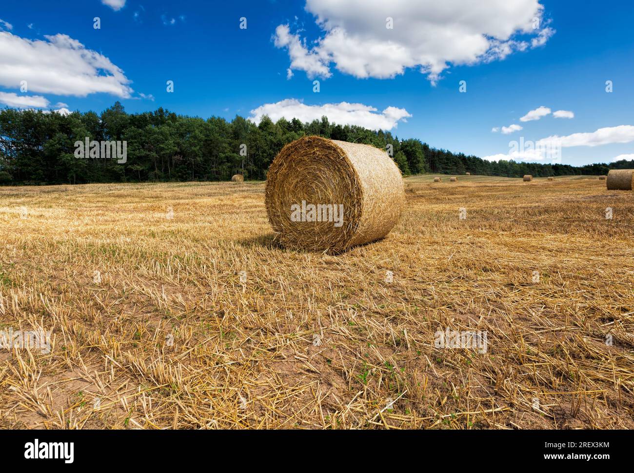 agricultural field on which there are stacks after the harvest of wheat ...
