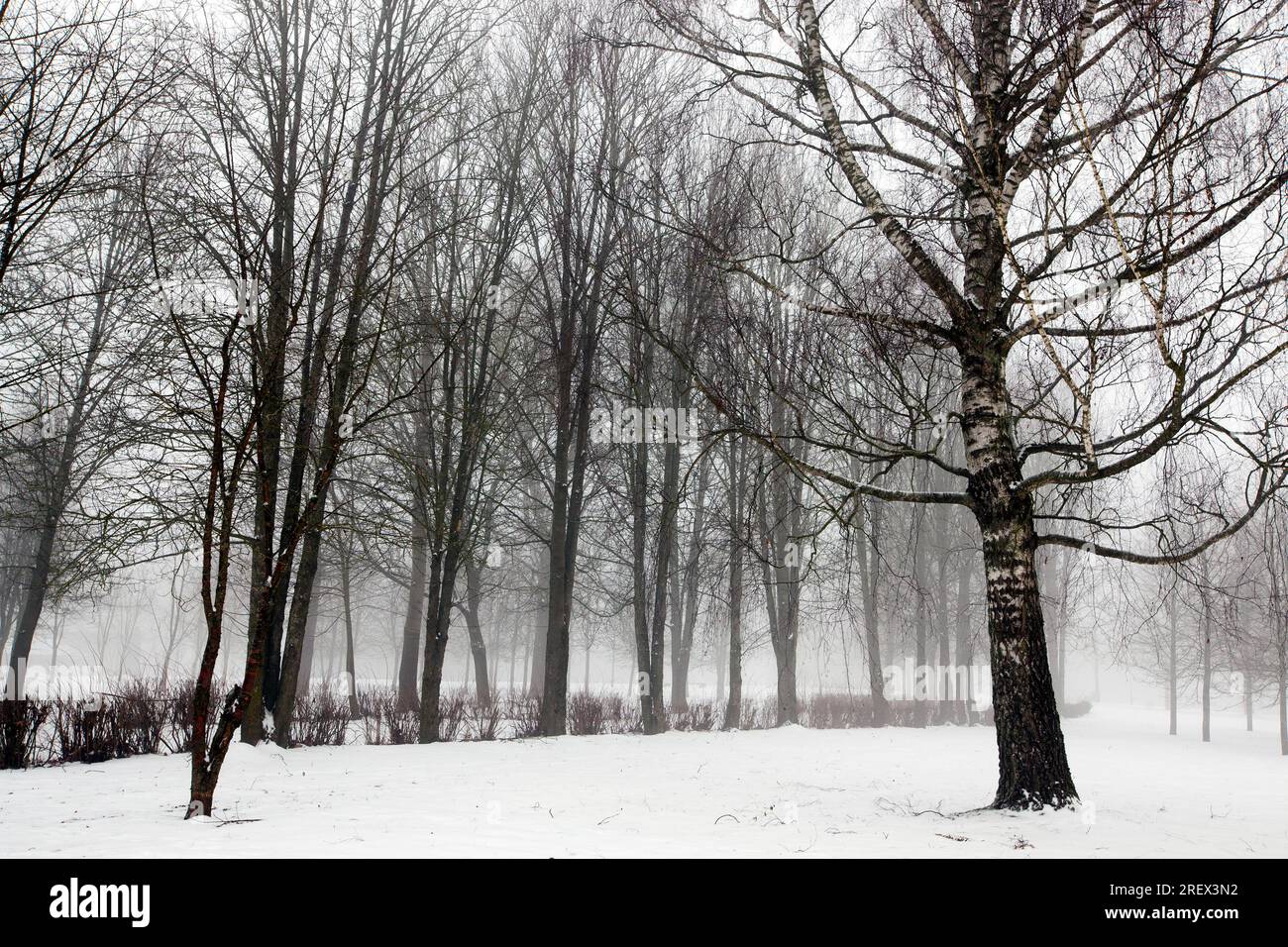 winter fogs and trees and other plants, snow covers the ground and ...