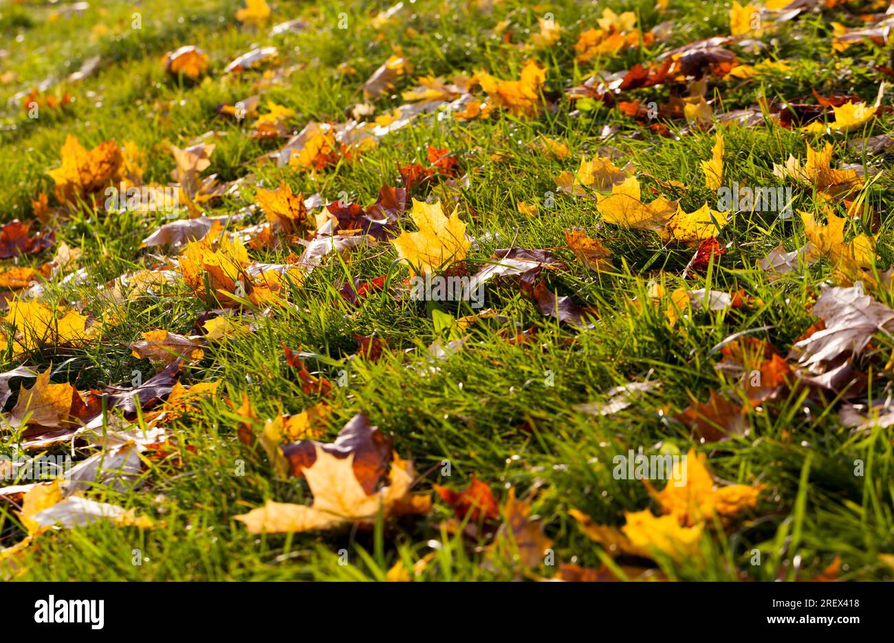 changing the color of maple in the autumn season, the foliage of the ...