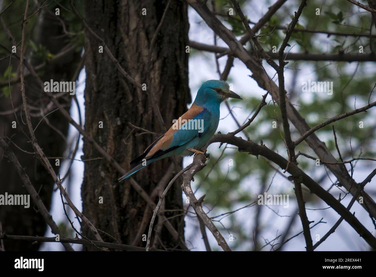 bird Common roller or raksha in the natural environment on a tree ...