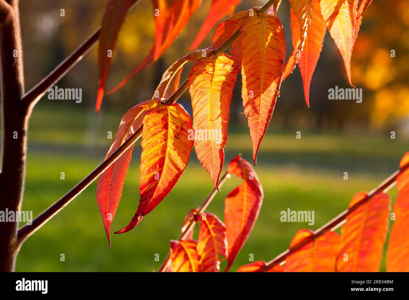 autumn nature and its influence on nature, plants during or before leaf ...