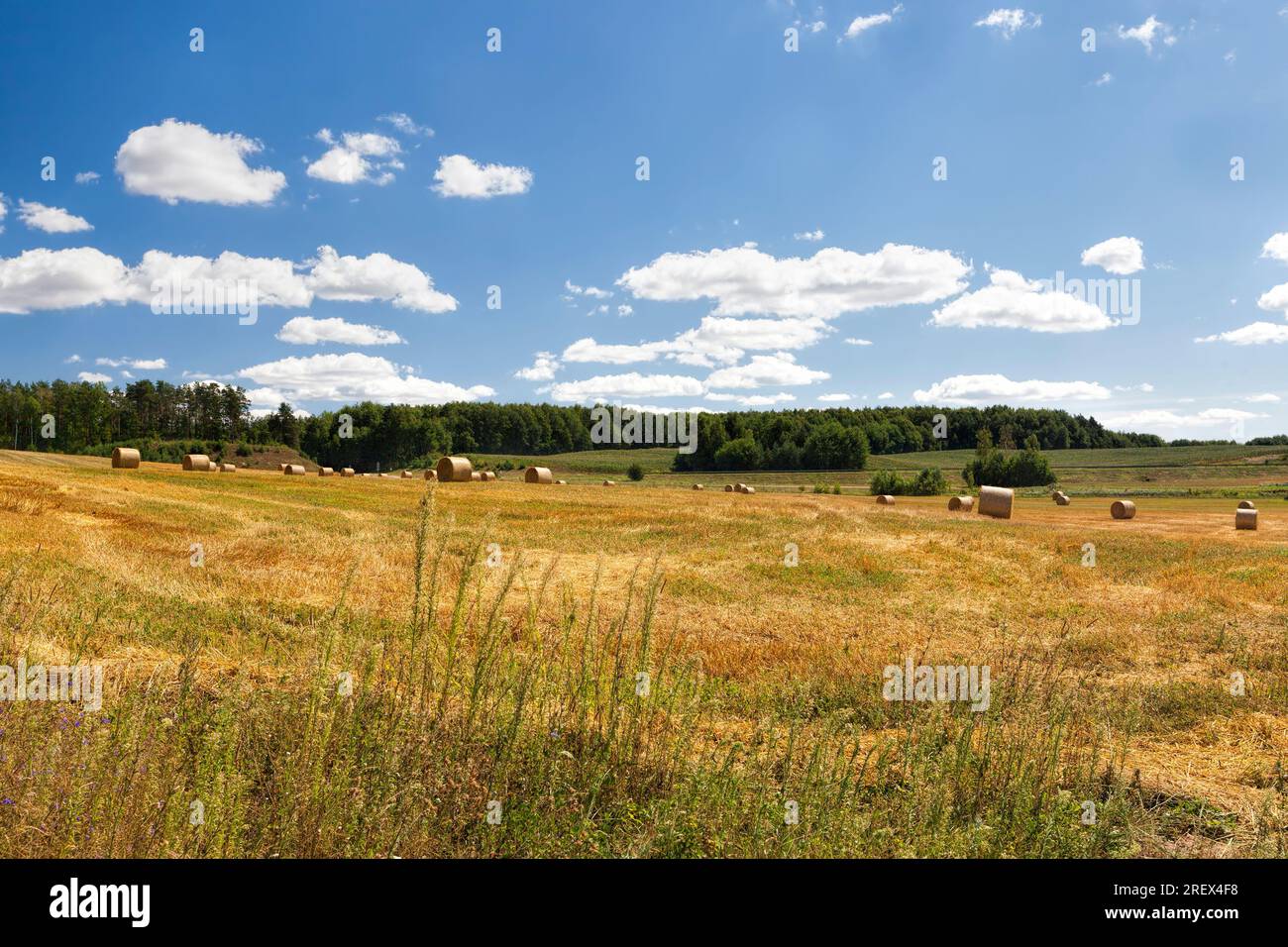 straw on agricultural land after harvesting and receiving a large ...