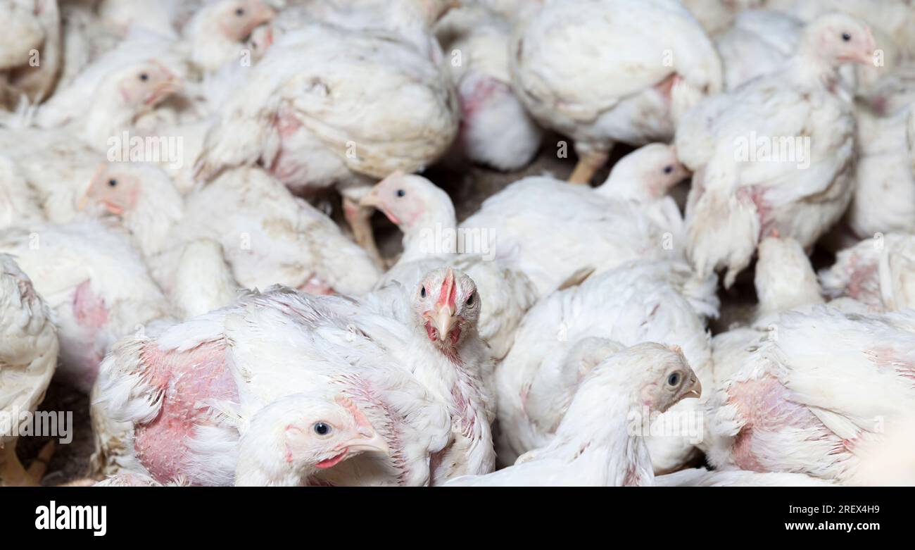 Genetically Modified Chicken