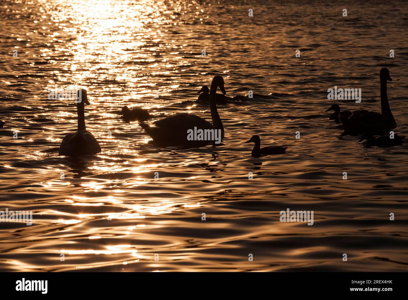 floating on the lake group of white colored Swan, beautiful waterfowl ...