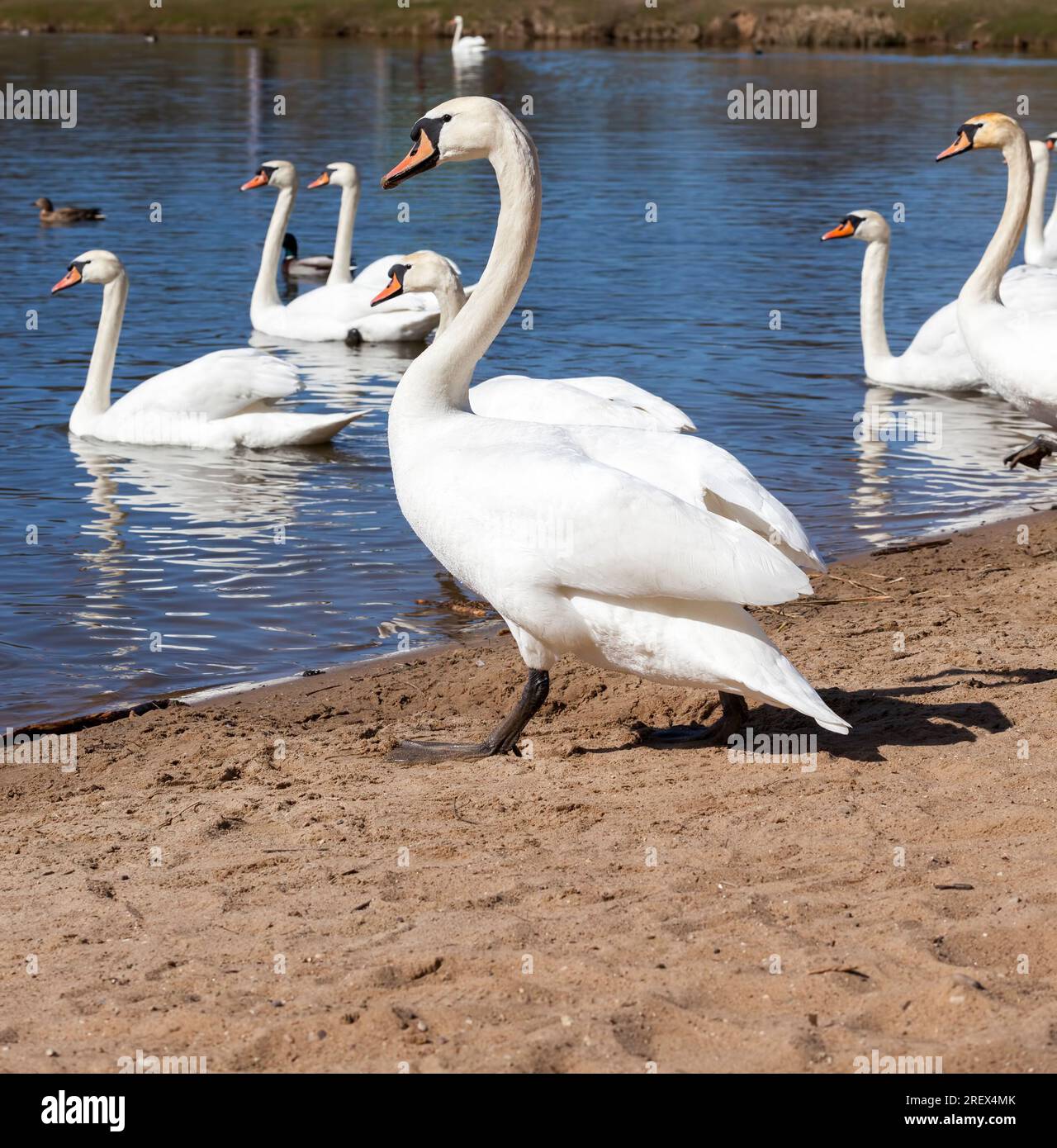 group of swans in the spring, beautiful waterfowl group Swan bird on ...