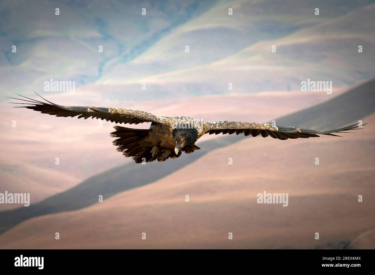 Bearded vulture in flight Stock Photo - Alamy