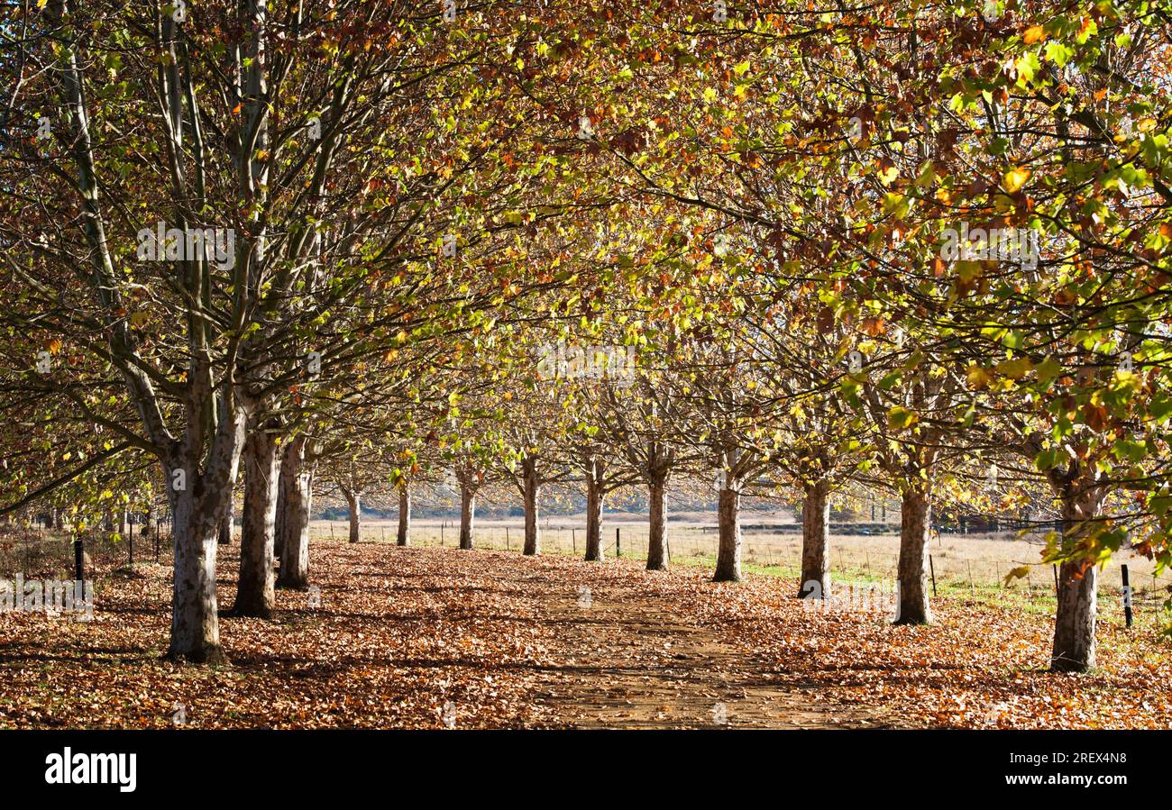 Chinese native trees hi-res stock photography and images - Alamy