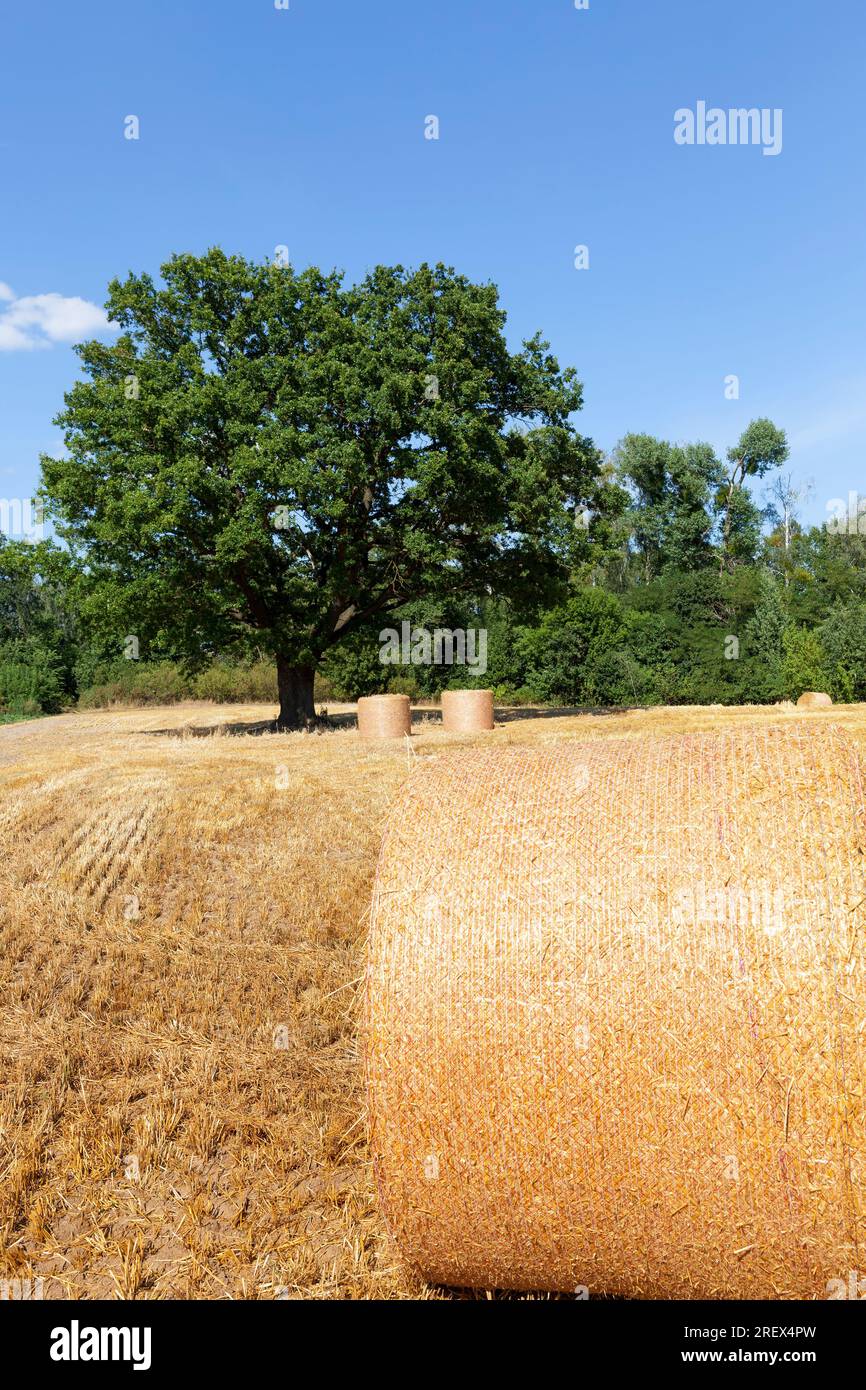 an agricultural field with an oak tree and haystacks after the wheat ...