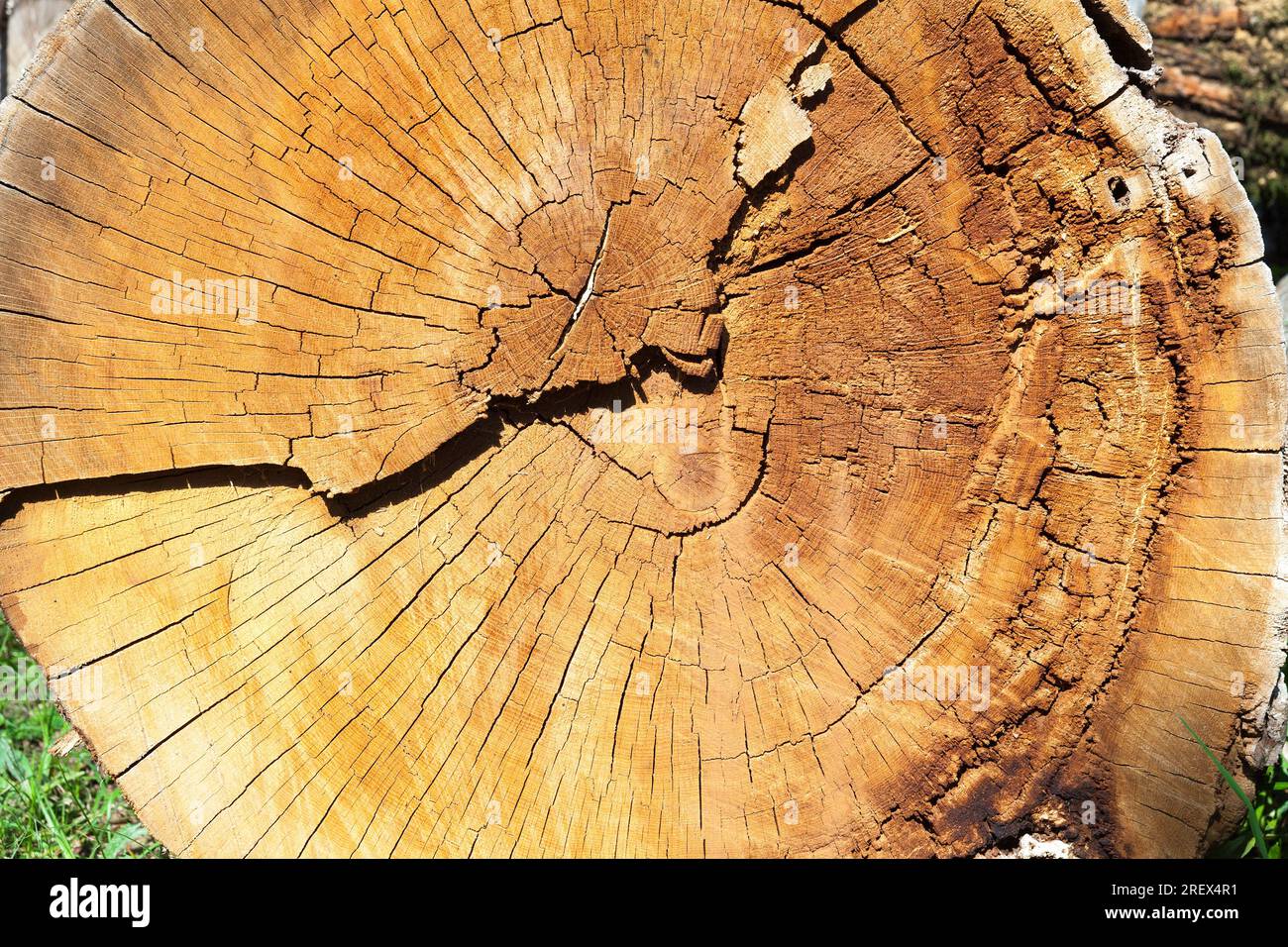 trunk of a felled tree, the structure of an old tree felled to produce ...