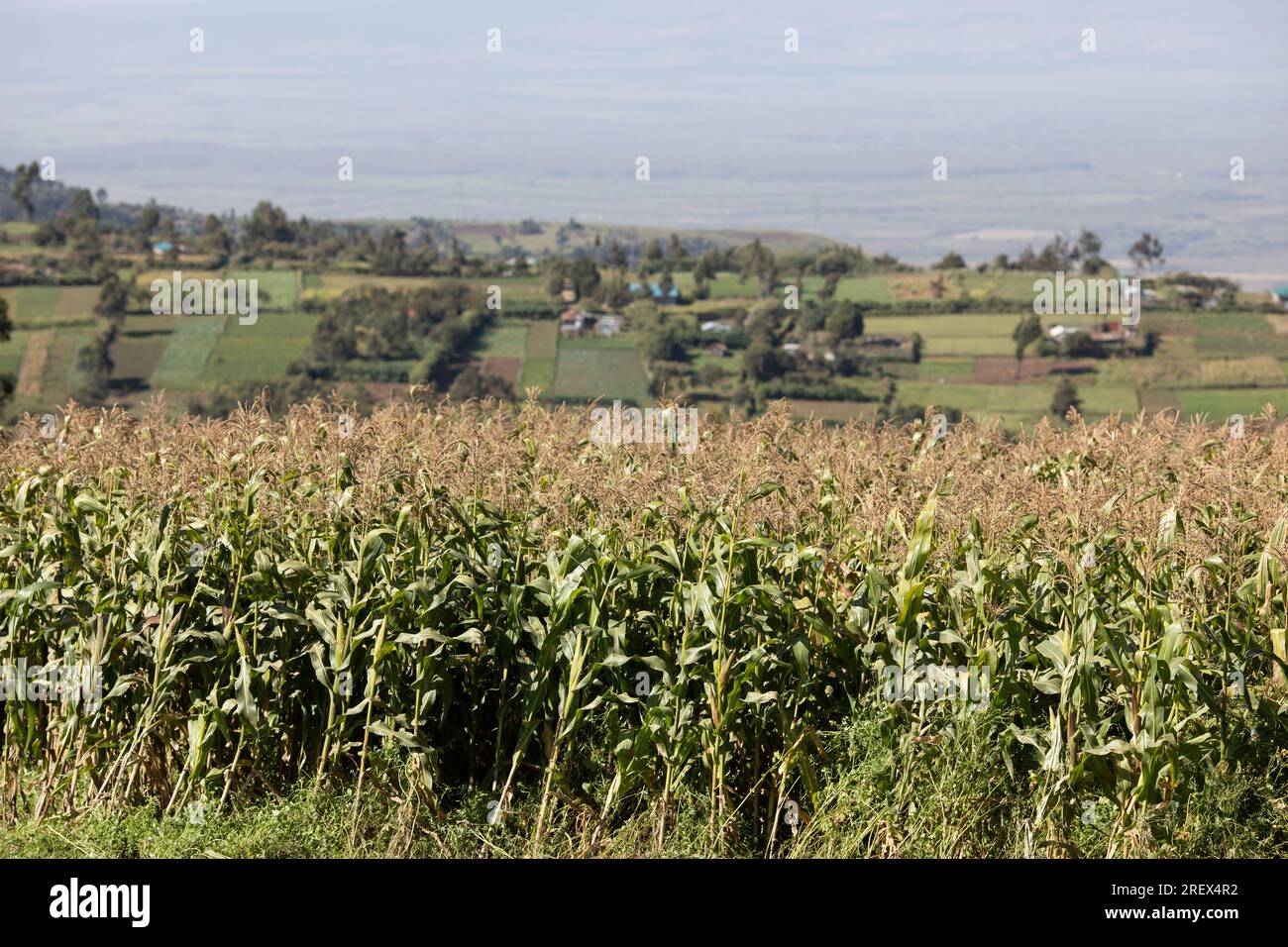 Kenyan Maize Corns Plantations Fields Plants Vegetations Farm Farming ...