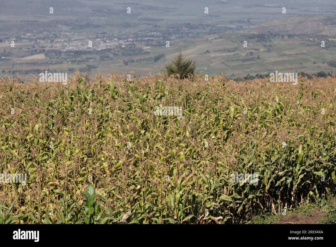 Kenyan Maize Corns Plantations Fields Plants Vegetations Farm Farming ...
