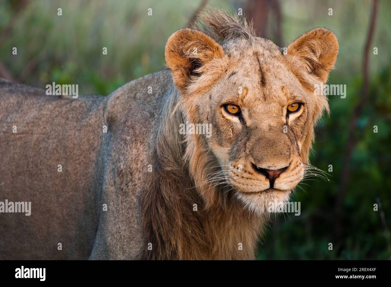 Young adult lion inn portrait with yellow eyes Stock Photo - Alamy