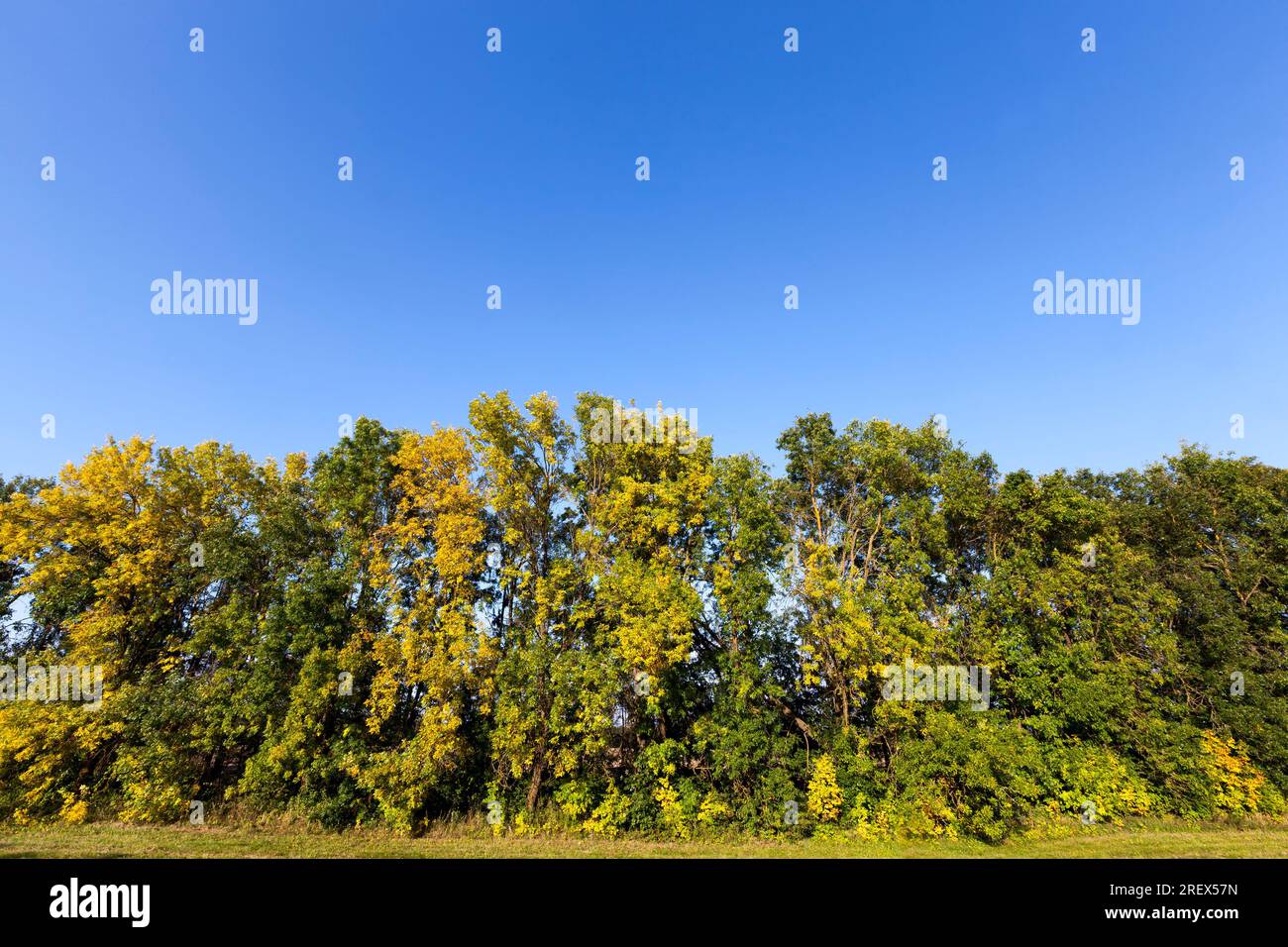 deciduous oak trees in the forest or in the Park in autumn leaf fall ...