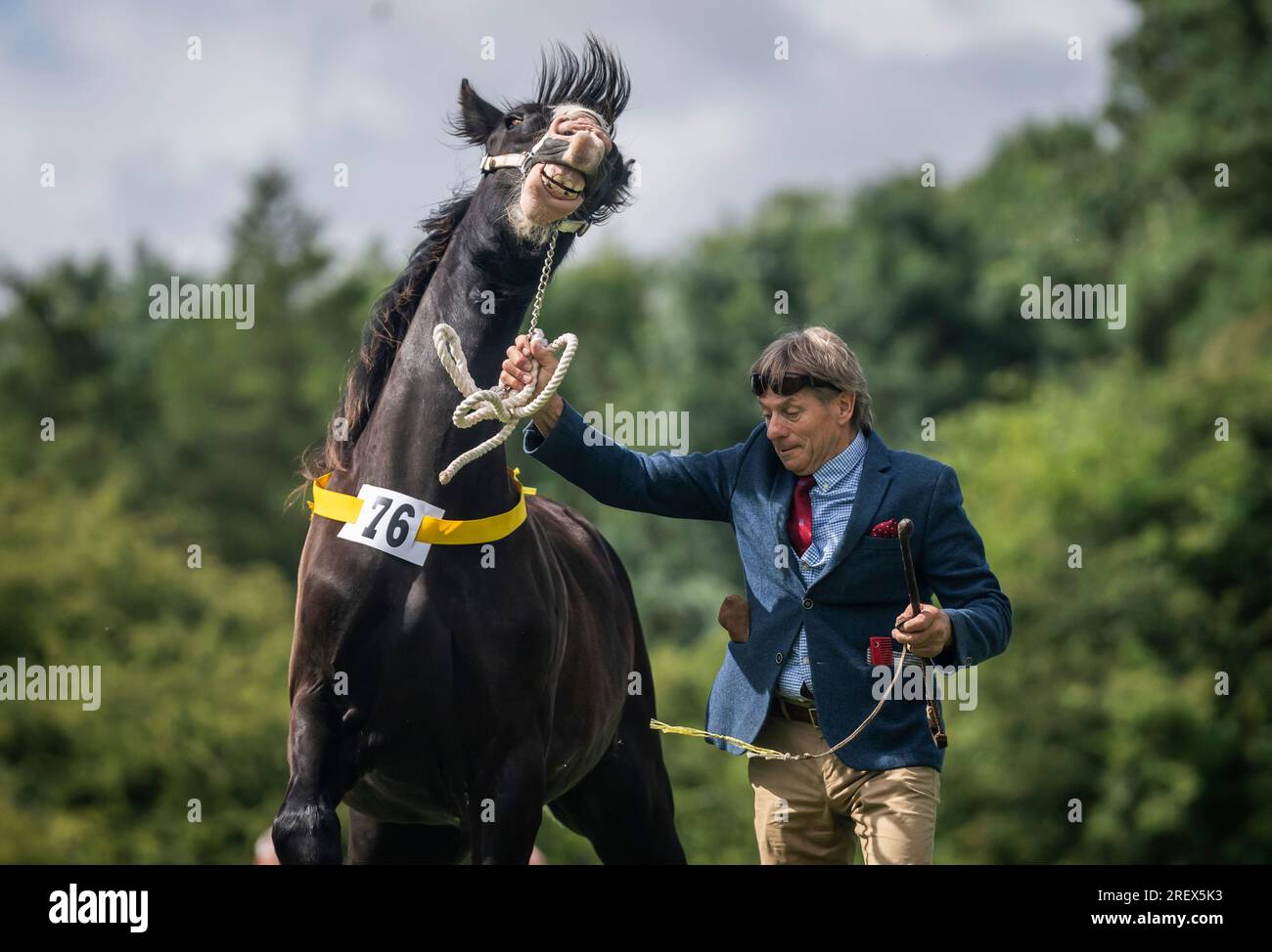 A horse rears up during the Northern Heavy Horse Society Annual Summer ...