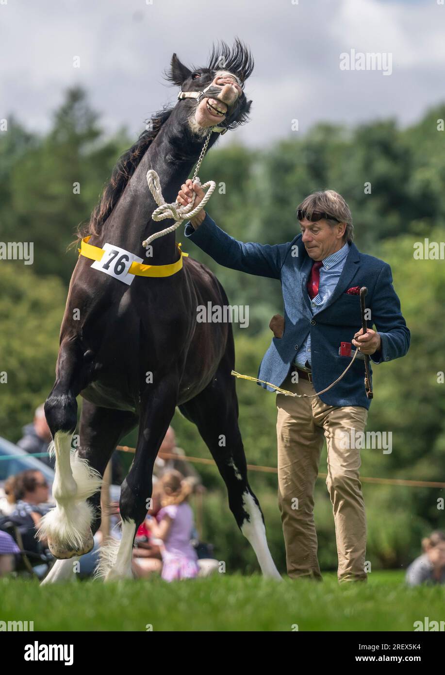 A horse rears up during the Northern Heavy Horse Society Annual Summer ...