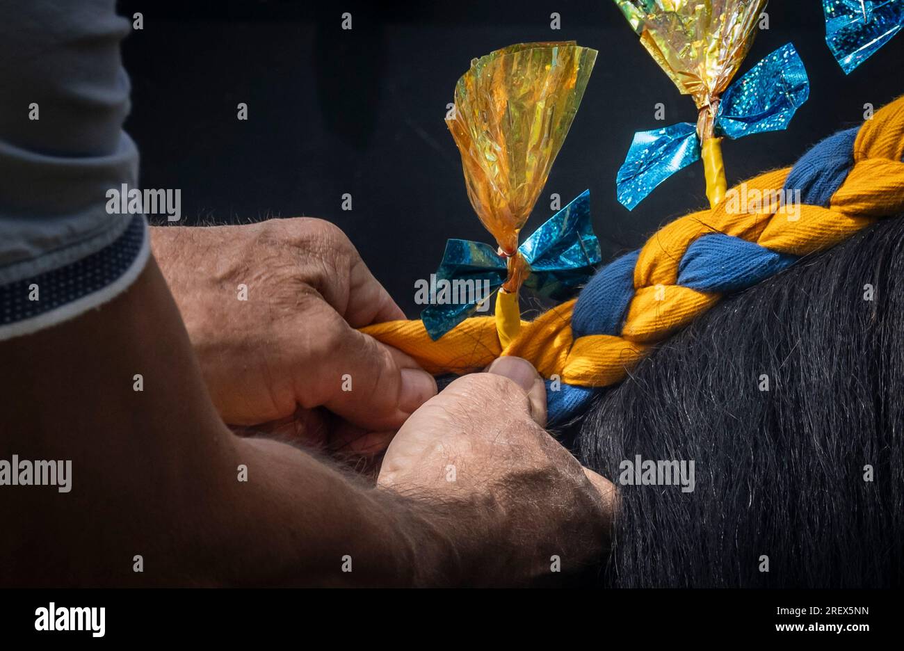 A horse is prepared ahead of entering the show ring during the Northern ...