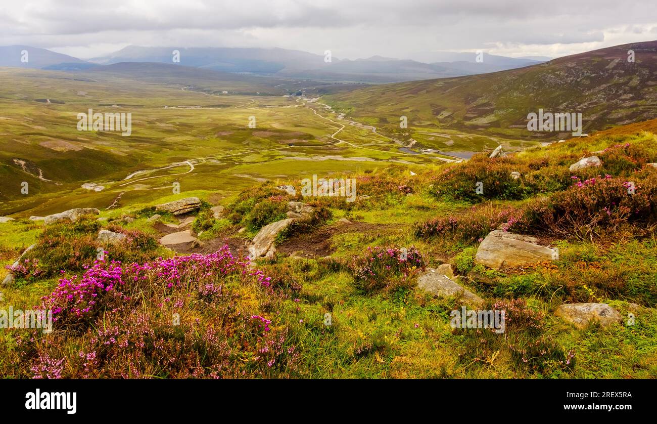 Heather covered hills of Cairngorms National park, Scotland Stock Photo ...