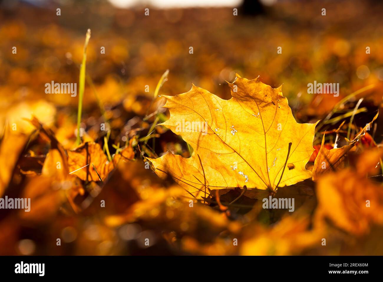 deciduous oak trees in the forest or in the Park in autumn leaf fall ...