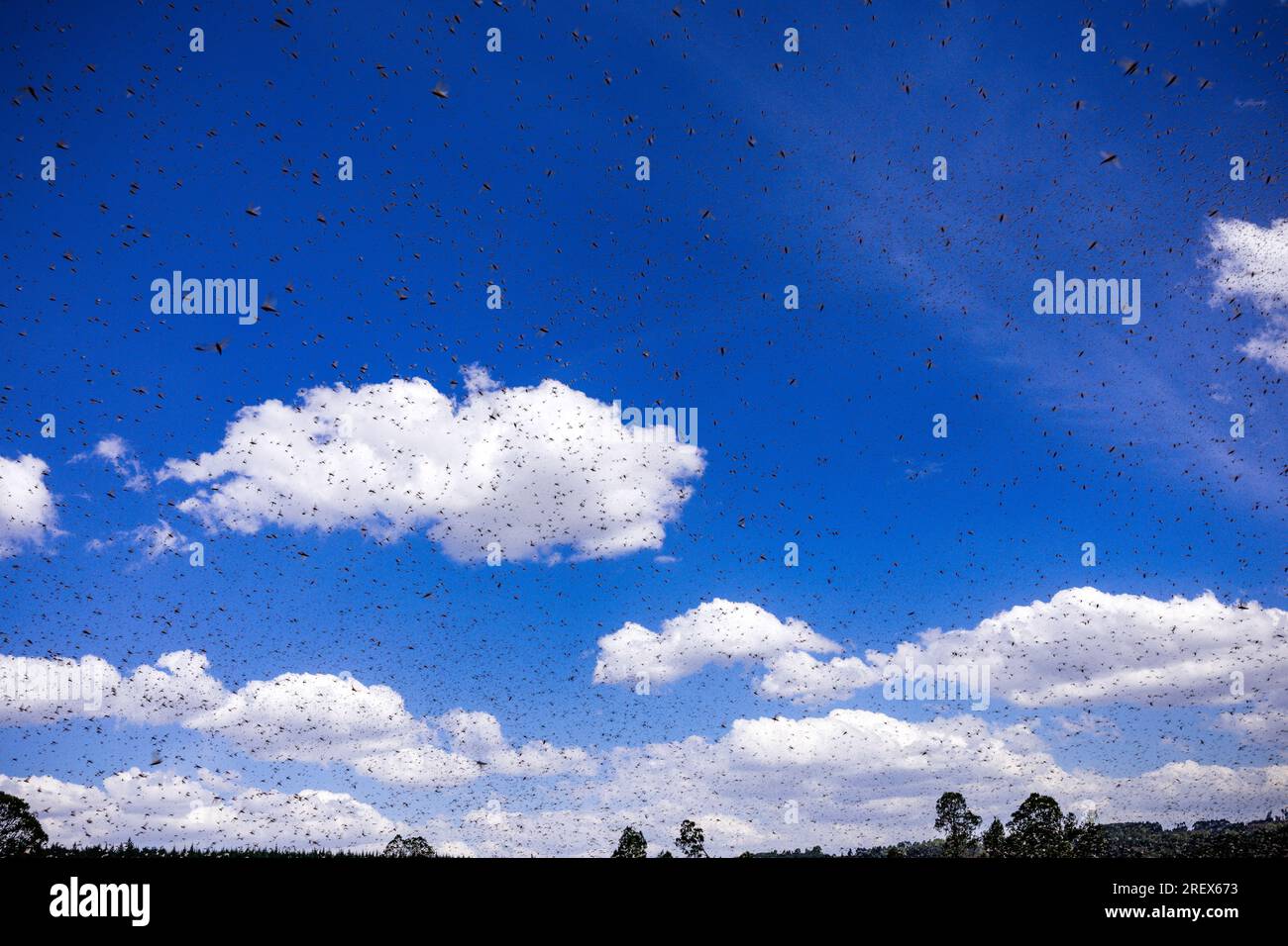 Kenyan Maize Corns Plantations Fields Plants Vegetations Farm Farming ...